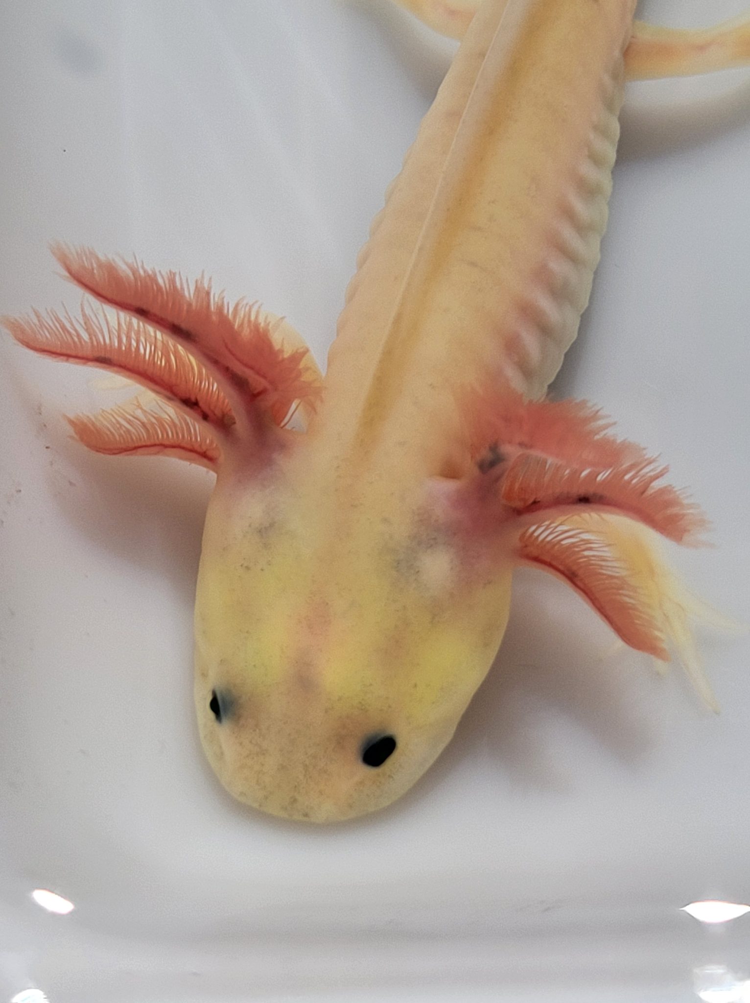 Home [ethicalaxolotls.com]